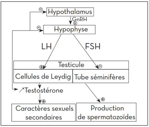 SVT 1Bac - Semestre 2 Devoir 3 Modèle 1 - AlloSchool
