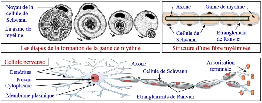 La communication nerveuse - Cours (Partie 3) - AlloSchool