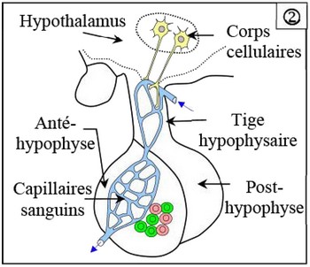 Régulation de la fonction de reproduction humaine - Cours (Partie 3 ...