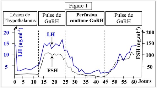 Régulation de la fonction de reproduction humaine - Cours (Partie 4) - AlloSchool