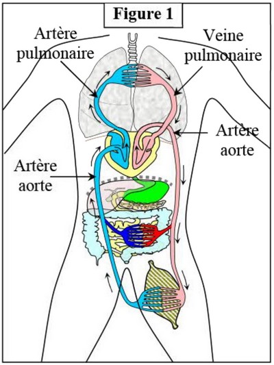 Régulation de la pression artérielle et la maintien de l’équilibre hydrominéral - Cours (Partie ...