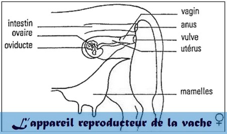 Séance 18 - La reproduction chez les animaux - Cours (Partie 1 ...