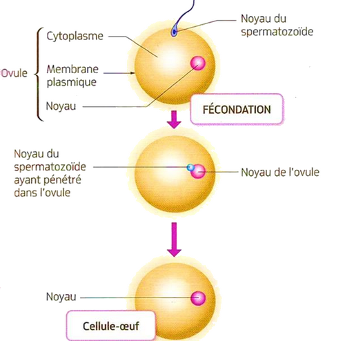 Séance 19 - La reproduction chez les animaux - Cours (Partie 2 ...