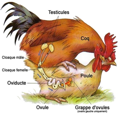 Séance 19 - La reproduction chez les animaux - Cours (Partie 2 ...