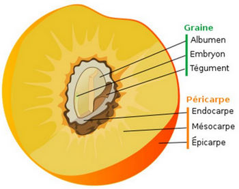 Séance 23 - La reproduction chez les végétaux - Cours (Partie 2 ...