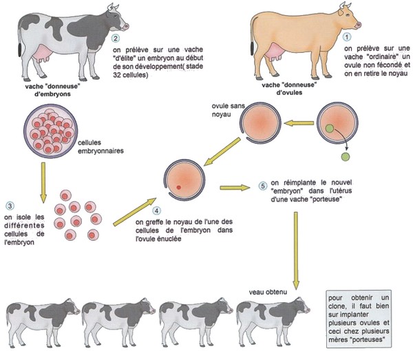 Séance 32 - L'hérédité humaine - Cours (Partie 1) - AlloSchool