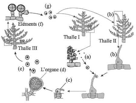 SVT 2Bac SMA - Semestre 1 Devoir 1 Modèle 2 - AlloSchool