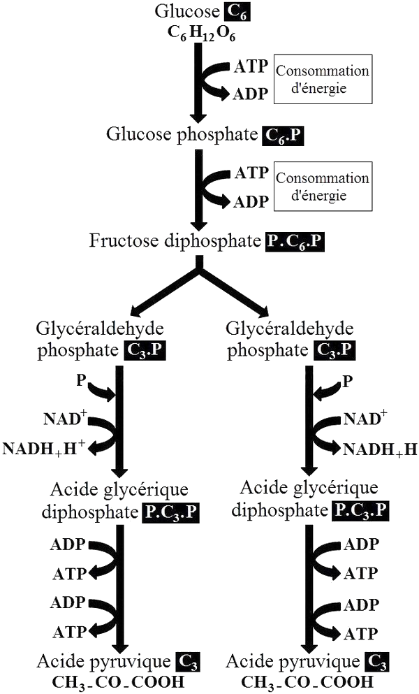 Séance 1 - Consommation de la matière organique et production de l ...
