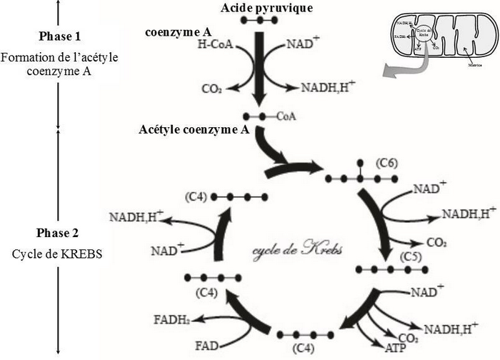 Séance 1 - Consommation de la matière organique et production de l ...