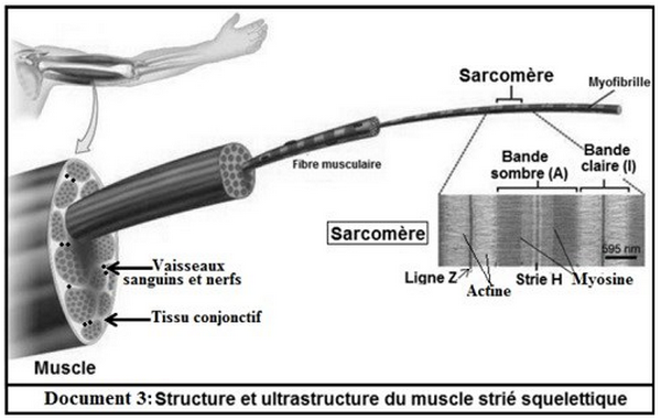Séance 7 - Rôle du muscle strié squelettique dans la conversion de l’énergie - Cours (Partie 2 ...