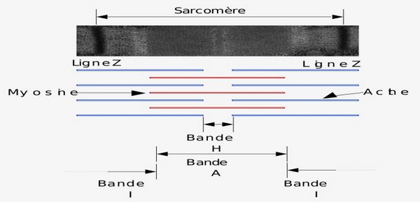 Séance 7 - Rôle du muscle strié squelettique dans la conversion de l’énergie - Cours (Partie 2 ...