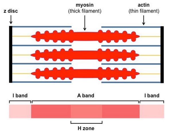 Séance 7 - Rôle du muscle strié squelettique dans la conversion de l’énergie - Cours (Partie 2 ...