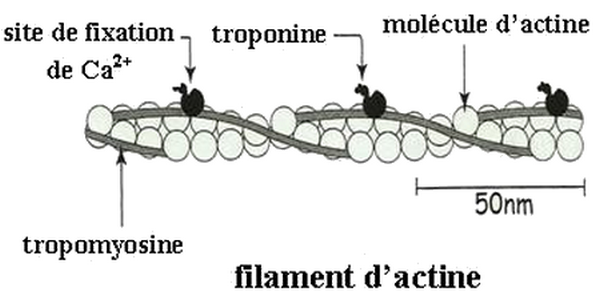 Séance 7 - Rôle du muscle strié squelettique dans la conversion de l’énergie - Cours (Partie 2 ...