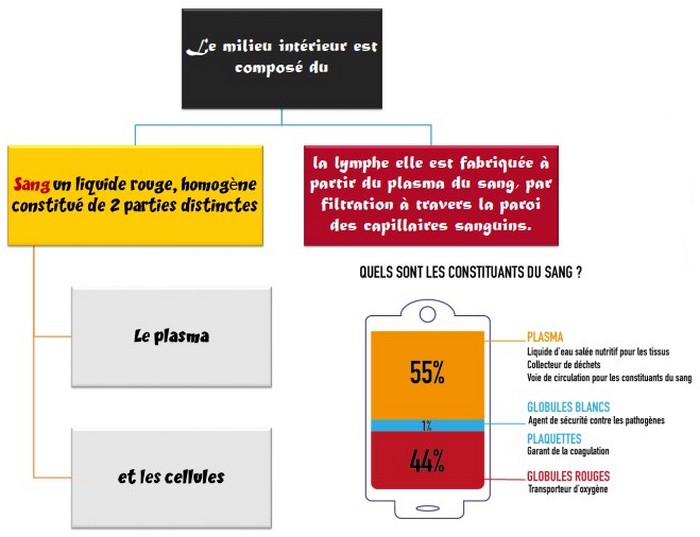 Séance 16 - Composition du sang et rôle de ses différents constituants ...