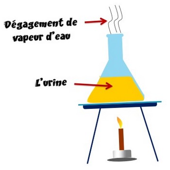 Séance 23 - La composition de l'urine - Cours - AlloSchool