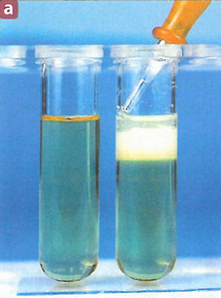 Séance 23 - La composition de l'urine - Cours - AlloSchool