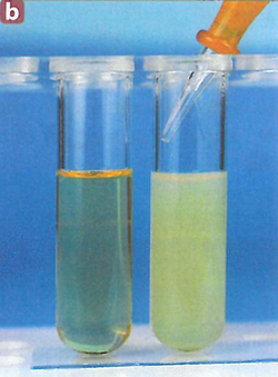 Séance 23 - La composition de l'urine - Cours - AlloSchool