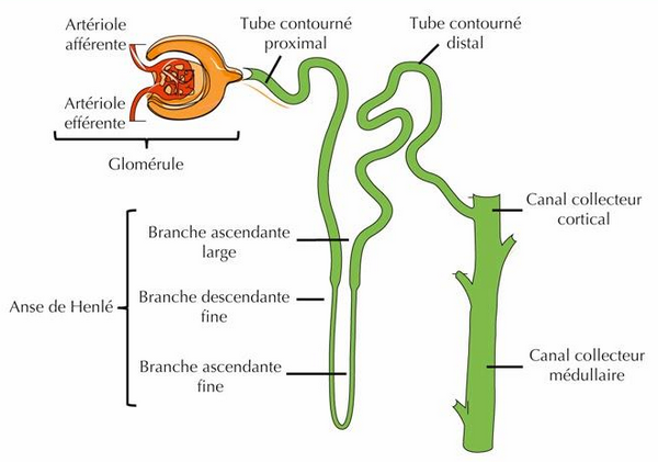Séance 24 - Organisation de l’appareil urinaire - Cours (Partie 1 ...