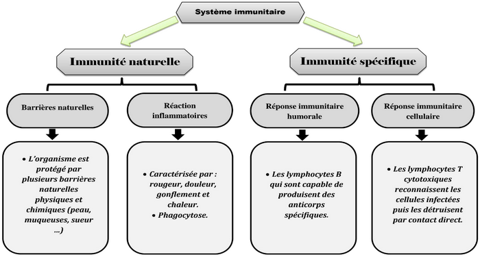 Séance 12 - L'immunologie - AlloSchool