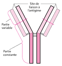 Séance 12 - L'immunologie - AlloSchool