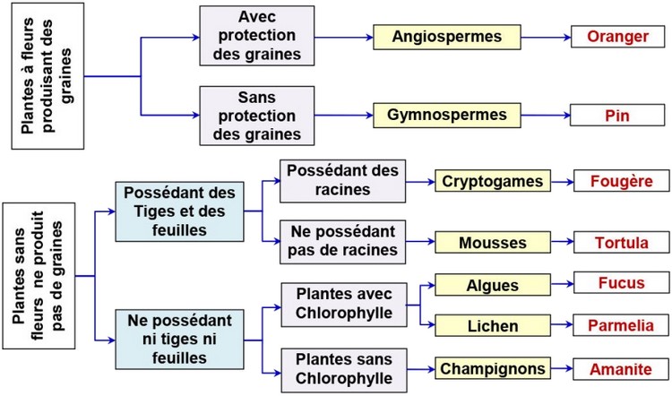 La classification des plantes - Série d'exercices 1 - AlloSchool