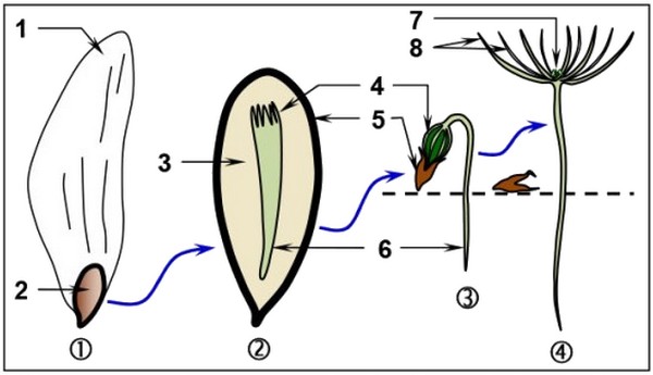 Cours 6-6 : La reproduction sexuée des gymnospermes (Partie 2) - AlloSchool